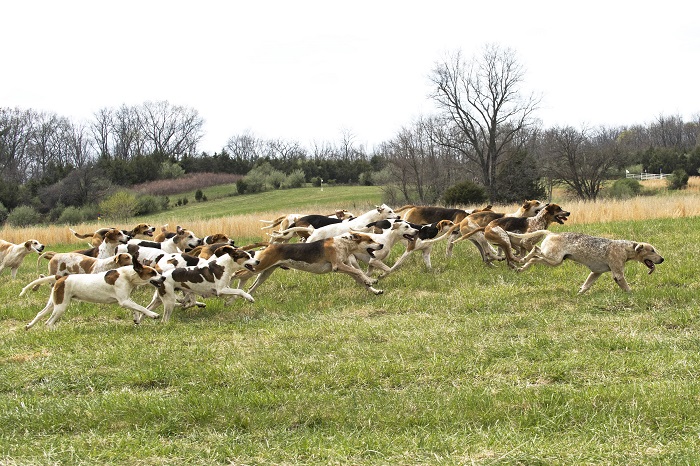 Fox Hunting Magazine: Foxhunting Life with Horse and Hound