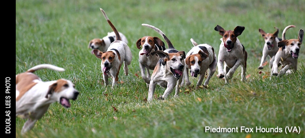 Fox Hunting Magazine: Foxhunting Life with Horse and Hound